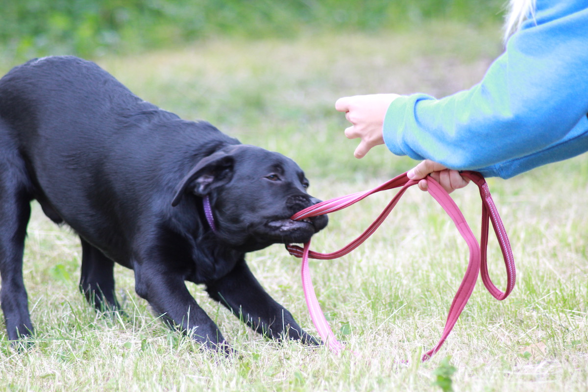 Hundkurser i Norrtälje - StarDex Hundkunskap